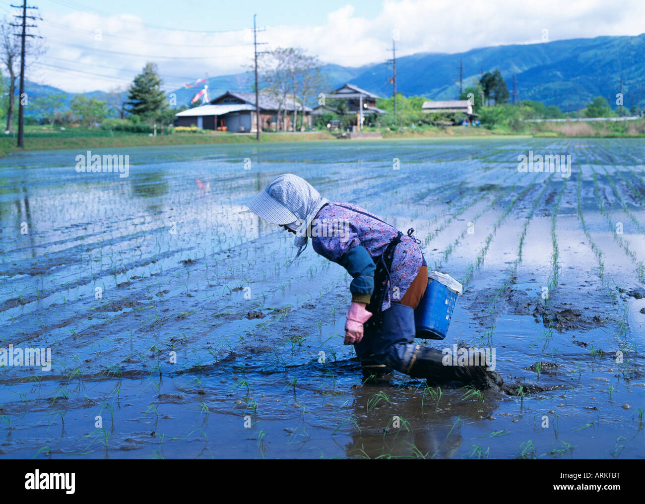 Woman working in a rice field, Japan Stock Photo - Alamy