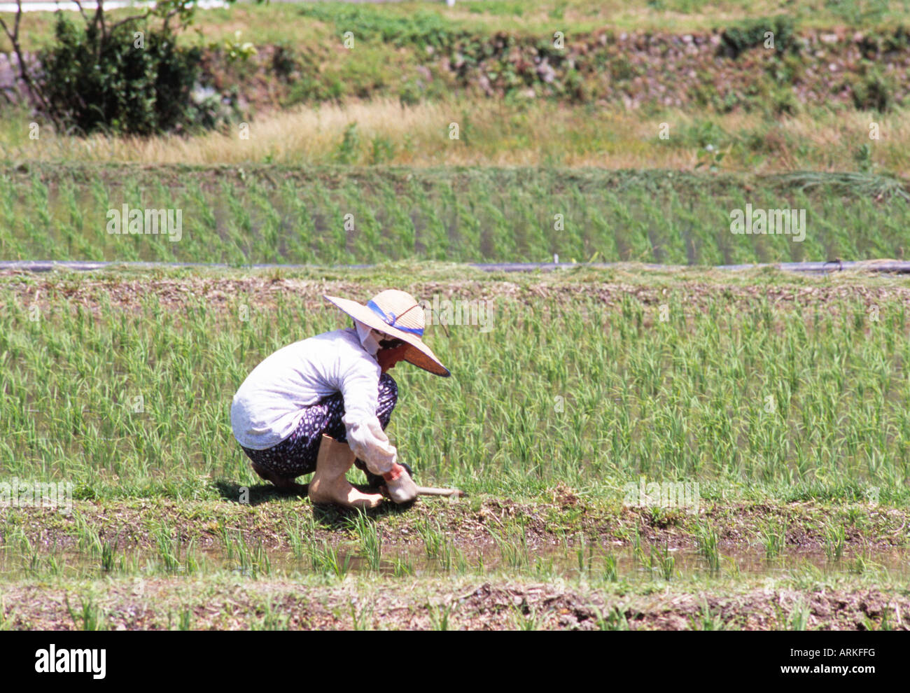 Woman taking out grass to protect rice plants Stock Photo - Alamy