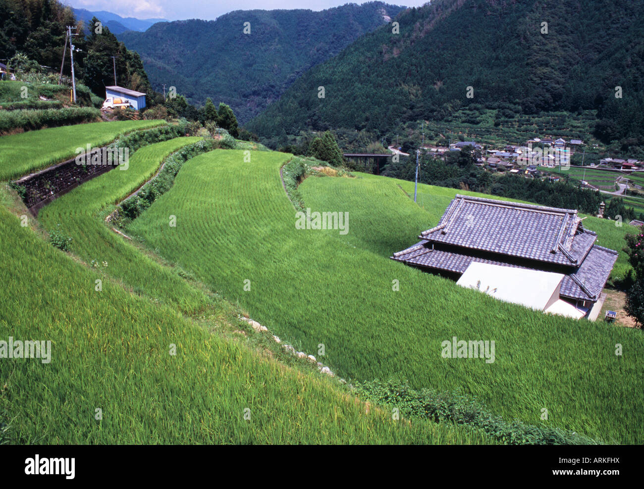 Rice terrace in Japan Stock Photo - Alamy