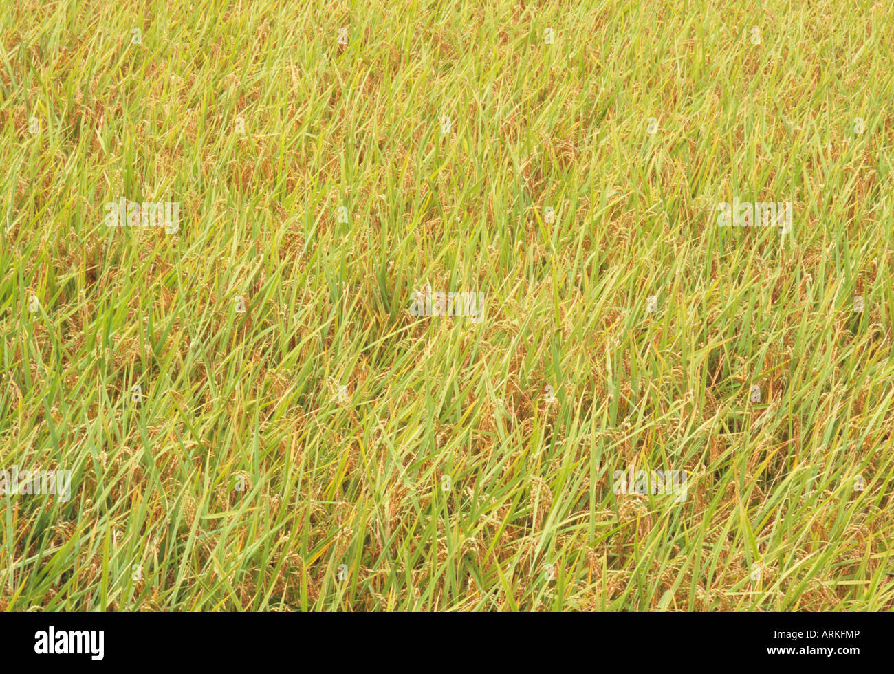 Rice field, Rice to wait for harvest, Japan Stock Photo - Alamy