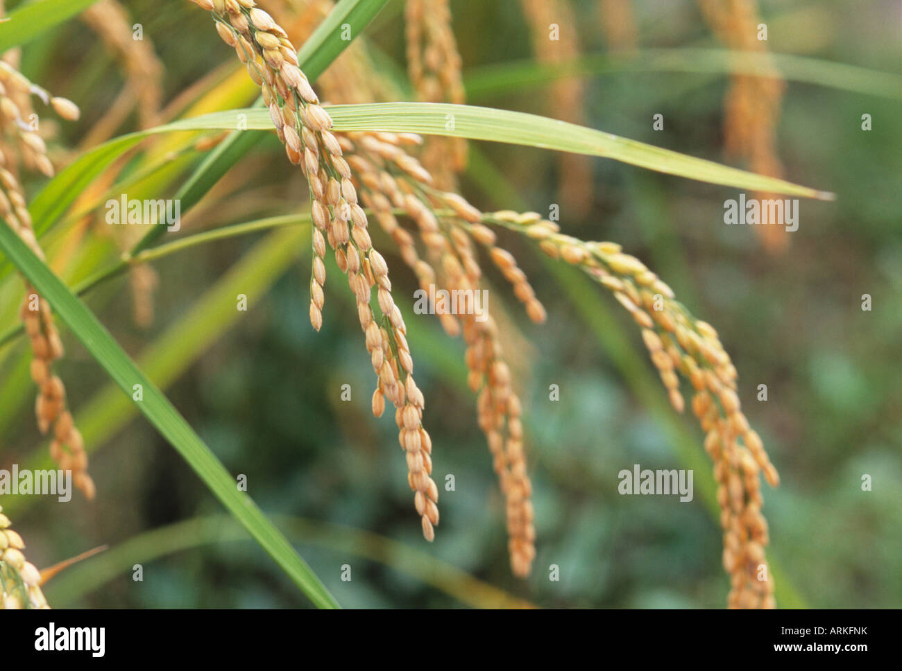Rice field, Rice to wait for harvest, Japan Stock Photo - Alamy