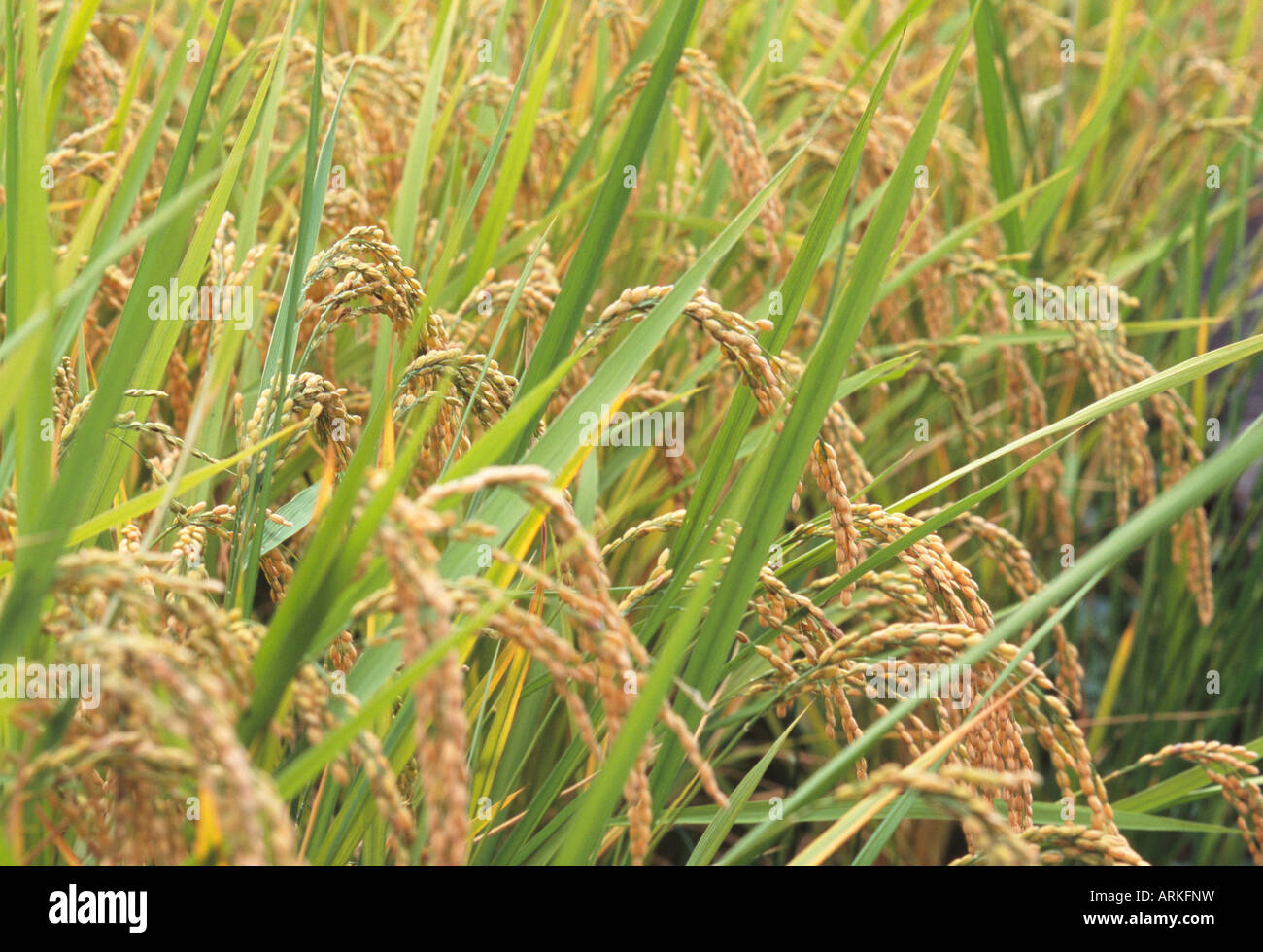 Rice field, Rice to wait for harvest, Japan Stock Photo - Alamy