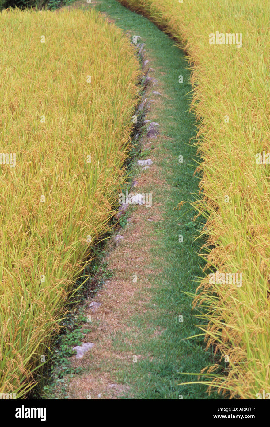 Rice field, Rice to wait for harvest, Japan Stock Photo - Alamy
