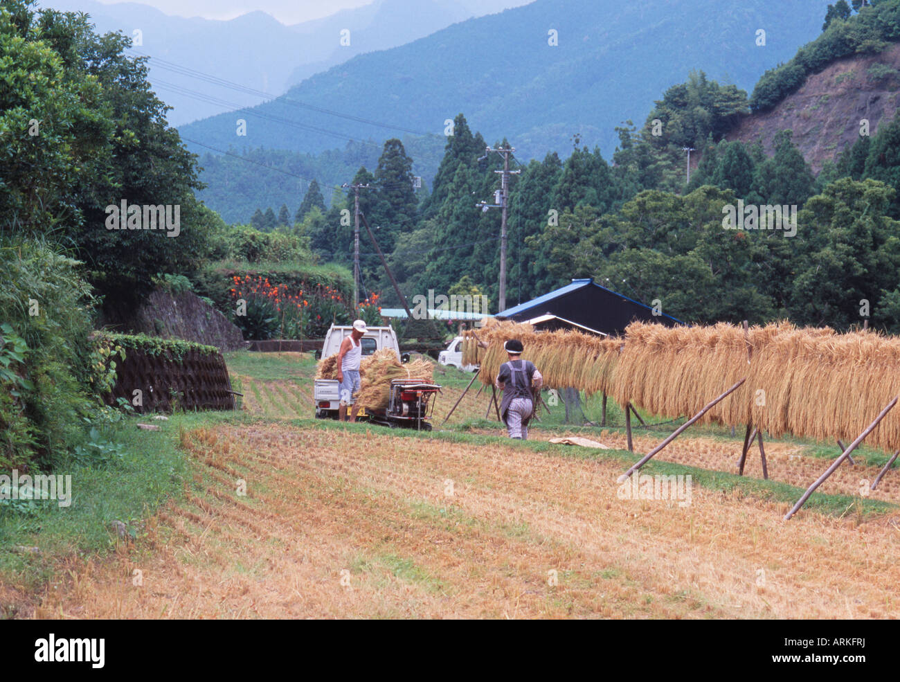 Harvest of rice, Japan Stock Photo - Alamy