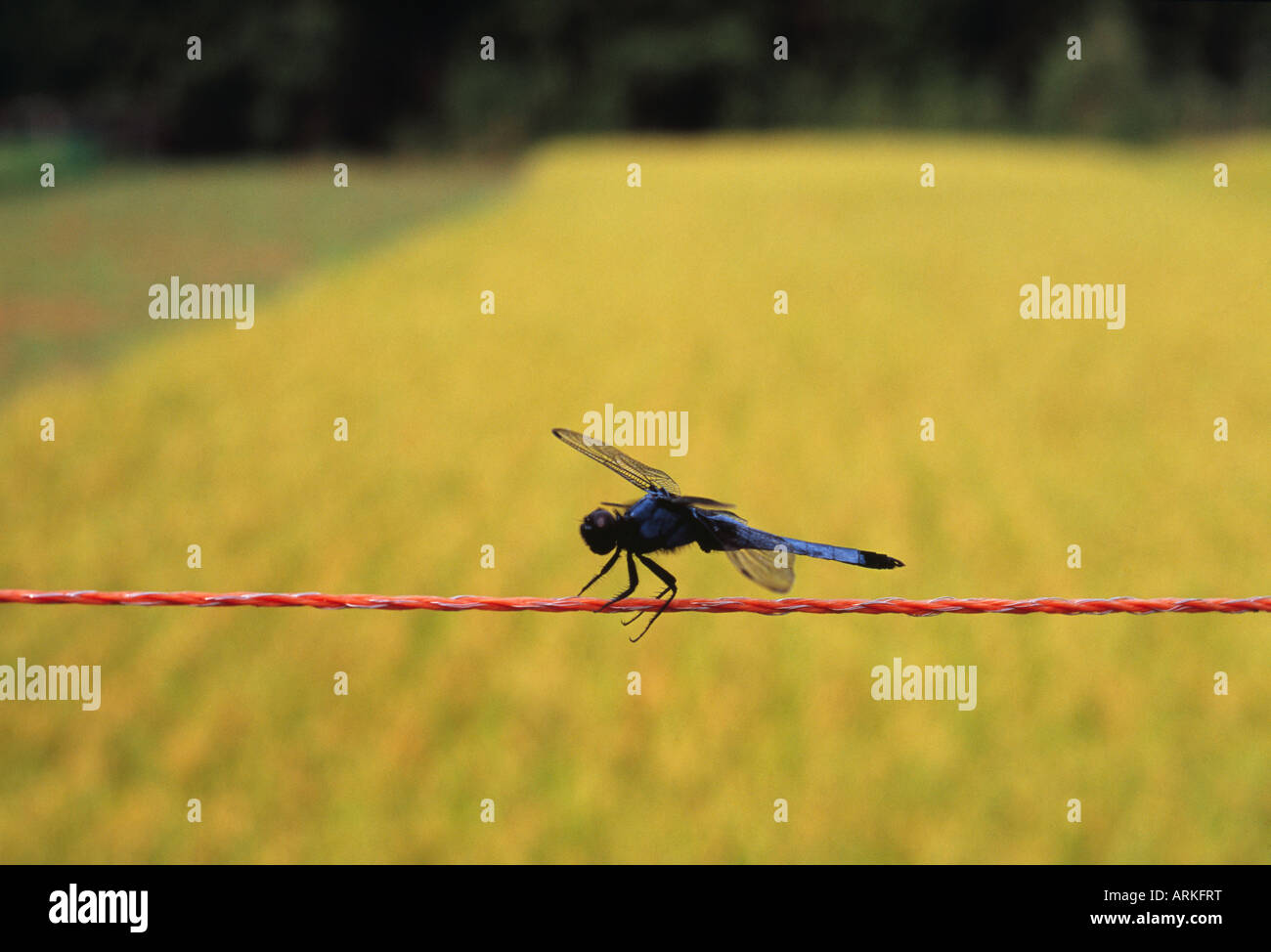Dragonfly in the rice field, Japan Stock Photo - Alamy
