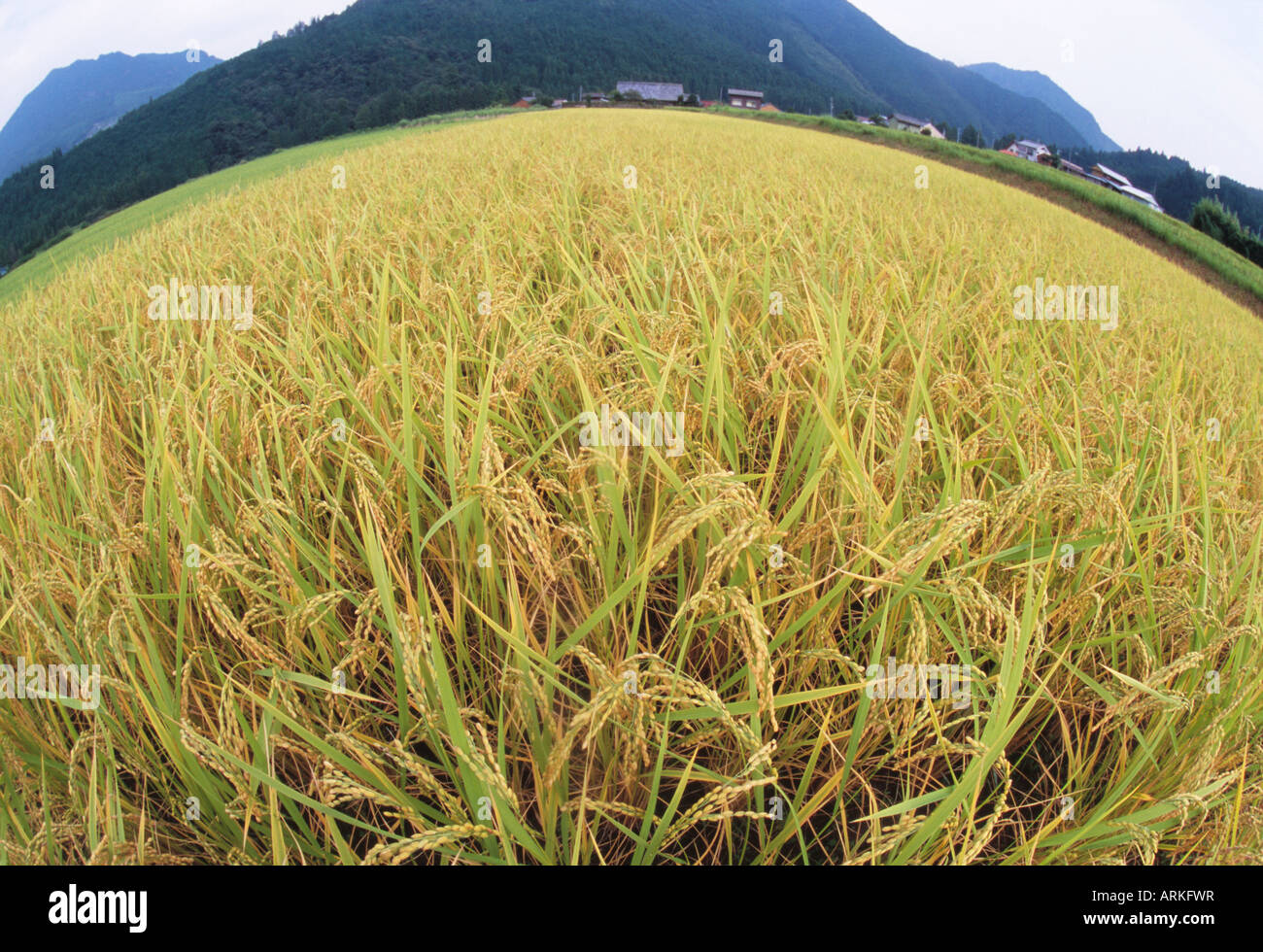 Rice field, Rice to wait for harvest, Japan Stock Photo - Alamy