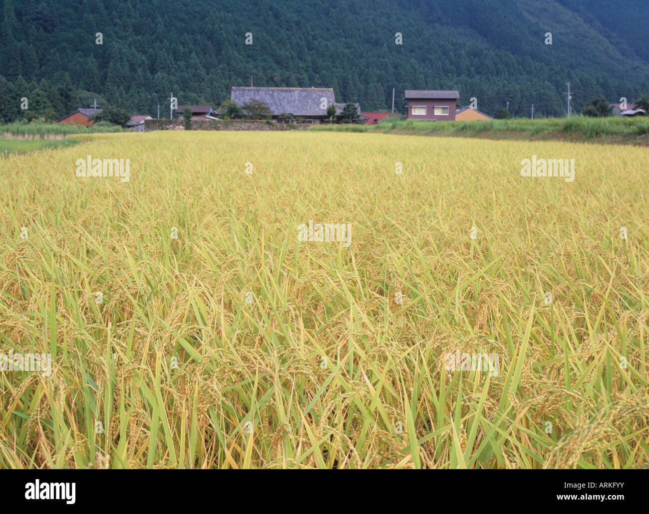 Rice field, Rice to wait for harvest, Japan Stock Photo - Alamy