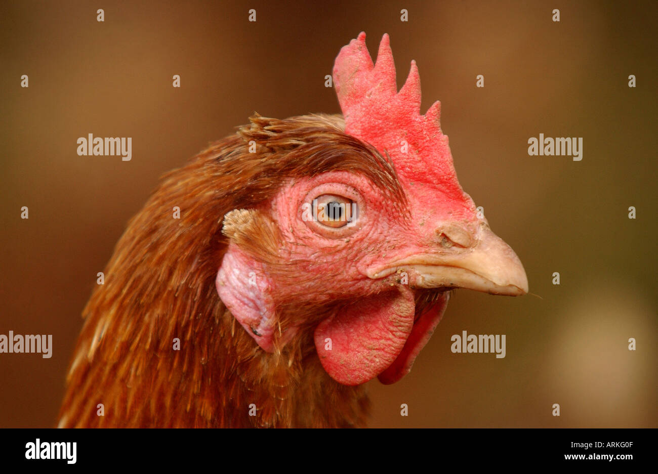 the head and face and beak and eye of a free range hen chicken Stock ...