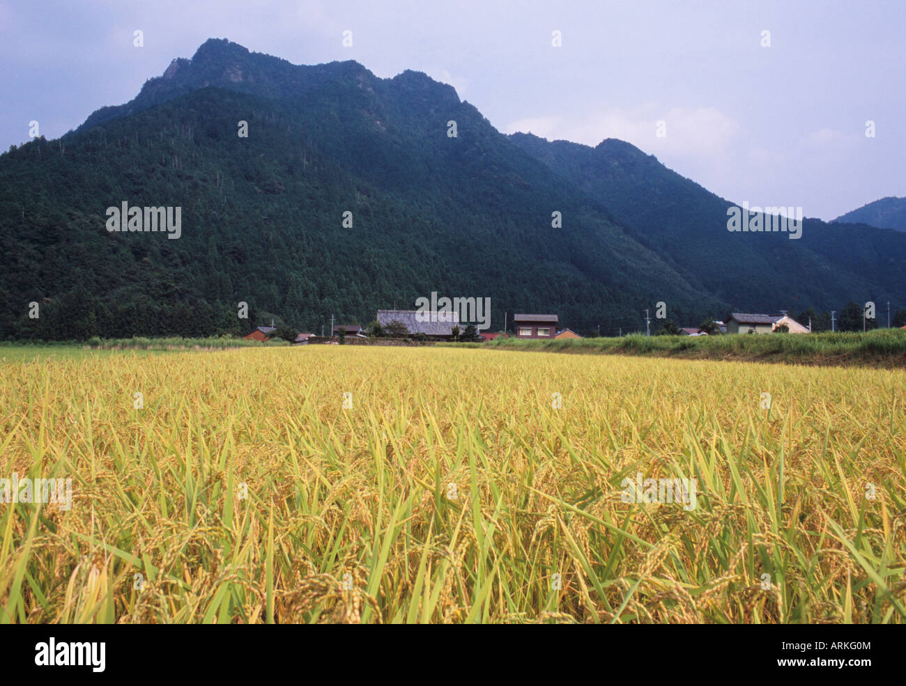 Rice field, Rice to wait for harvest, Japan Stock Photo - Alamy
