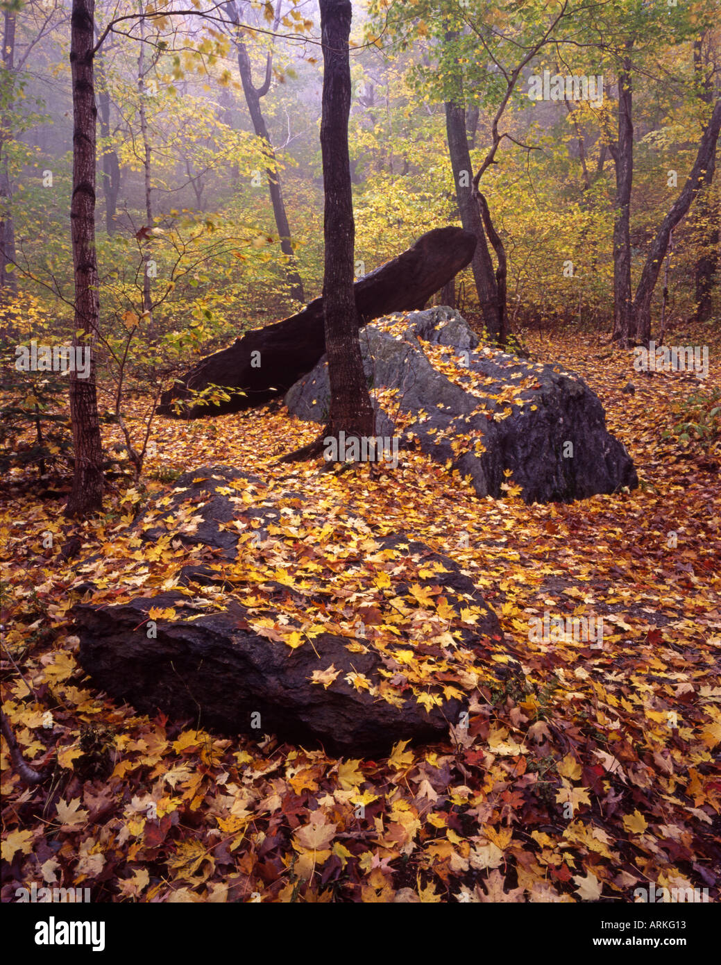 Rocks covered with autumn leaves at Smugglers Notch in northern Vermont ...
