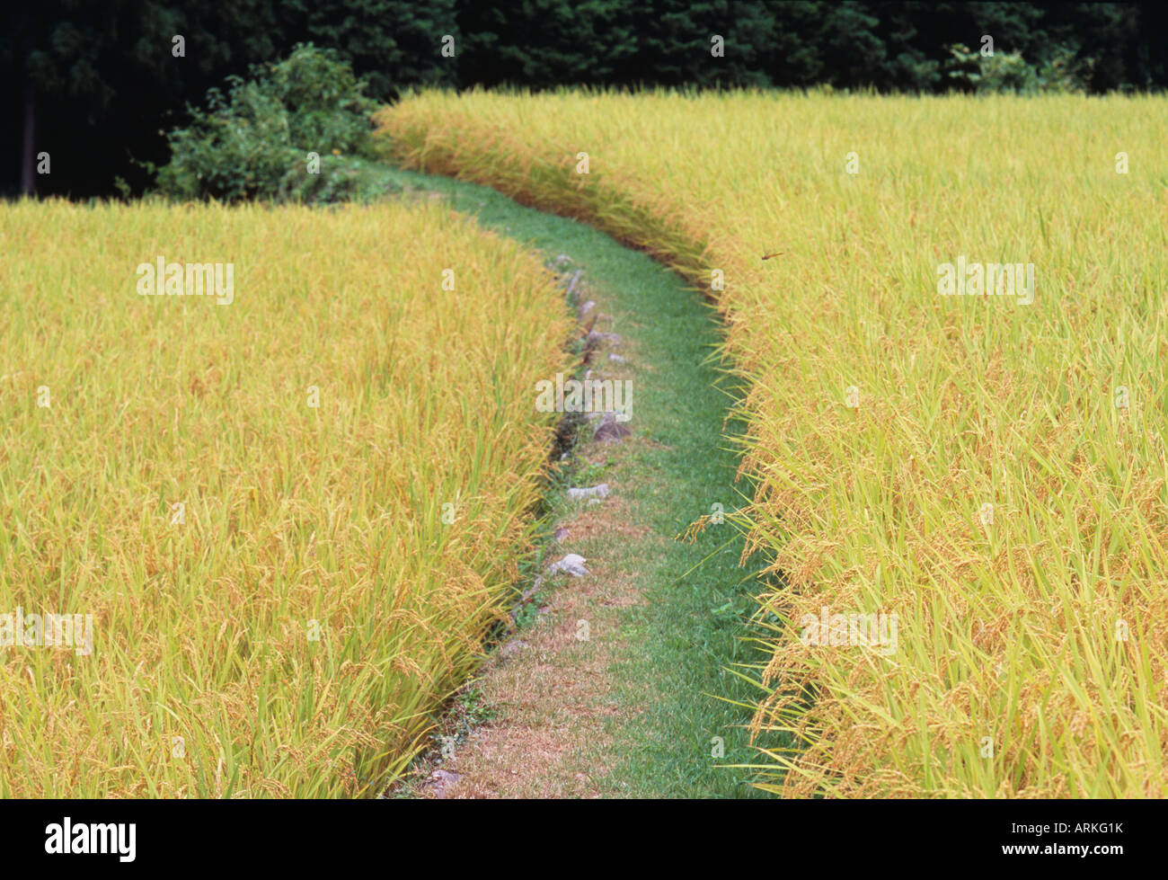 Rice field, Rice to wait for harvest, Japan Stock Photo - Alamy