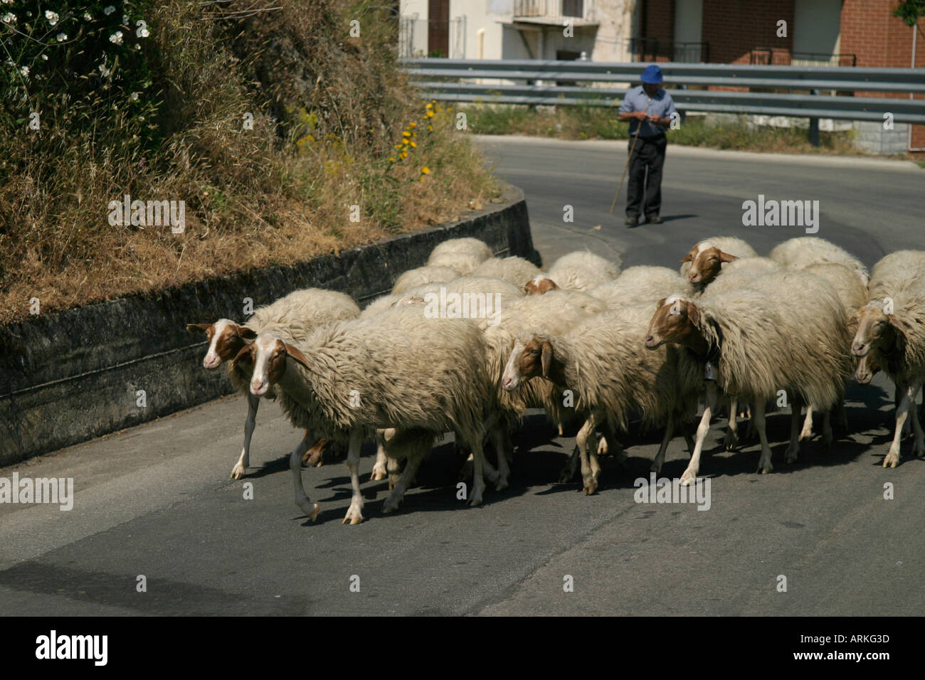 Shepherd and his flock of sheep outside Isnello Madonie National Park ...