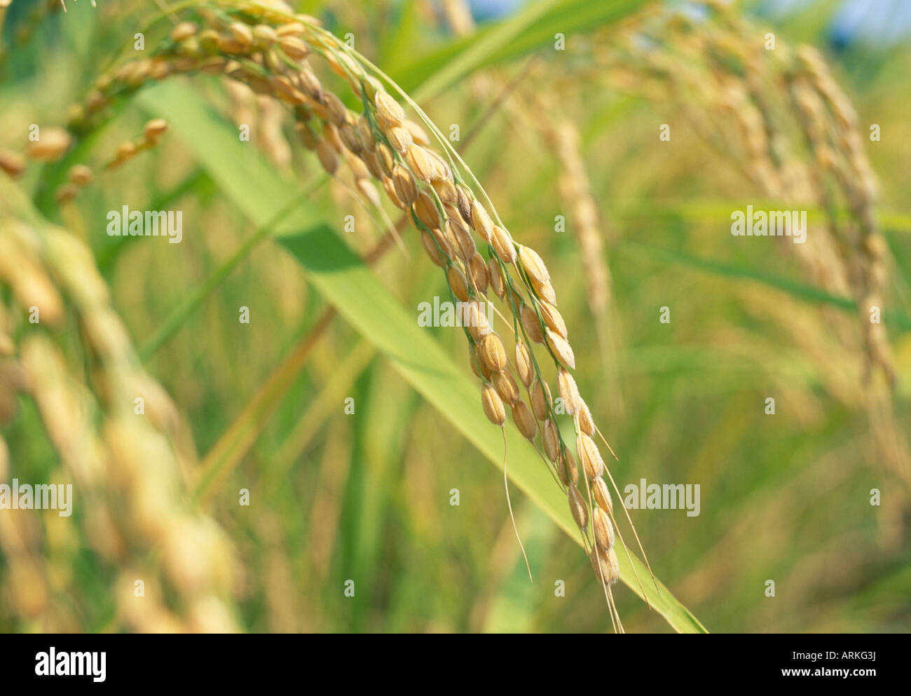 Rice field, Rice to wait for harvest, Japan Stock Photo - Alamy