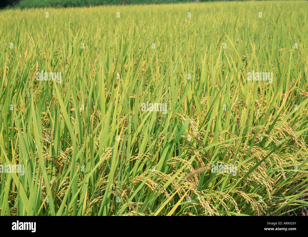 Rice field, Rice to wait for harvest, Japan Stock Photo - Alamy