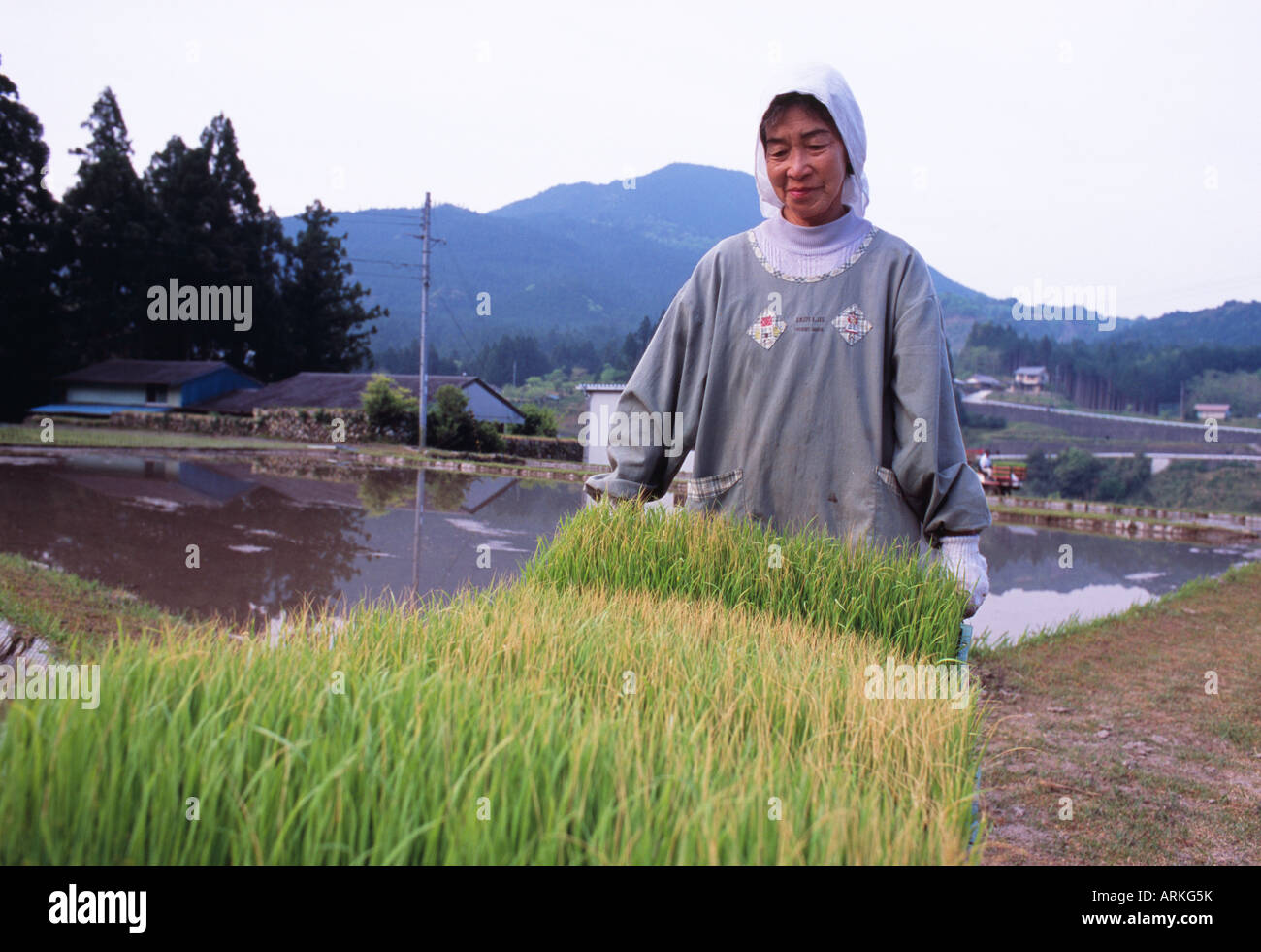 A woman with young rice plant, rice field, Japan Stock Photo - Alamy