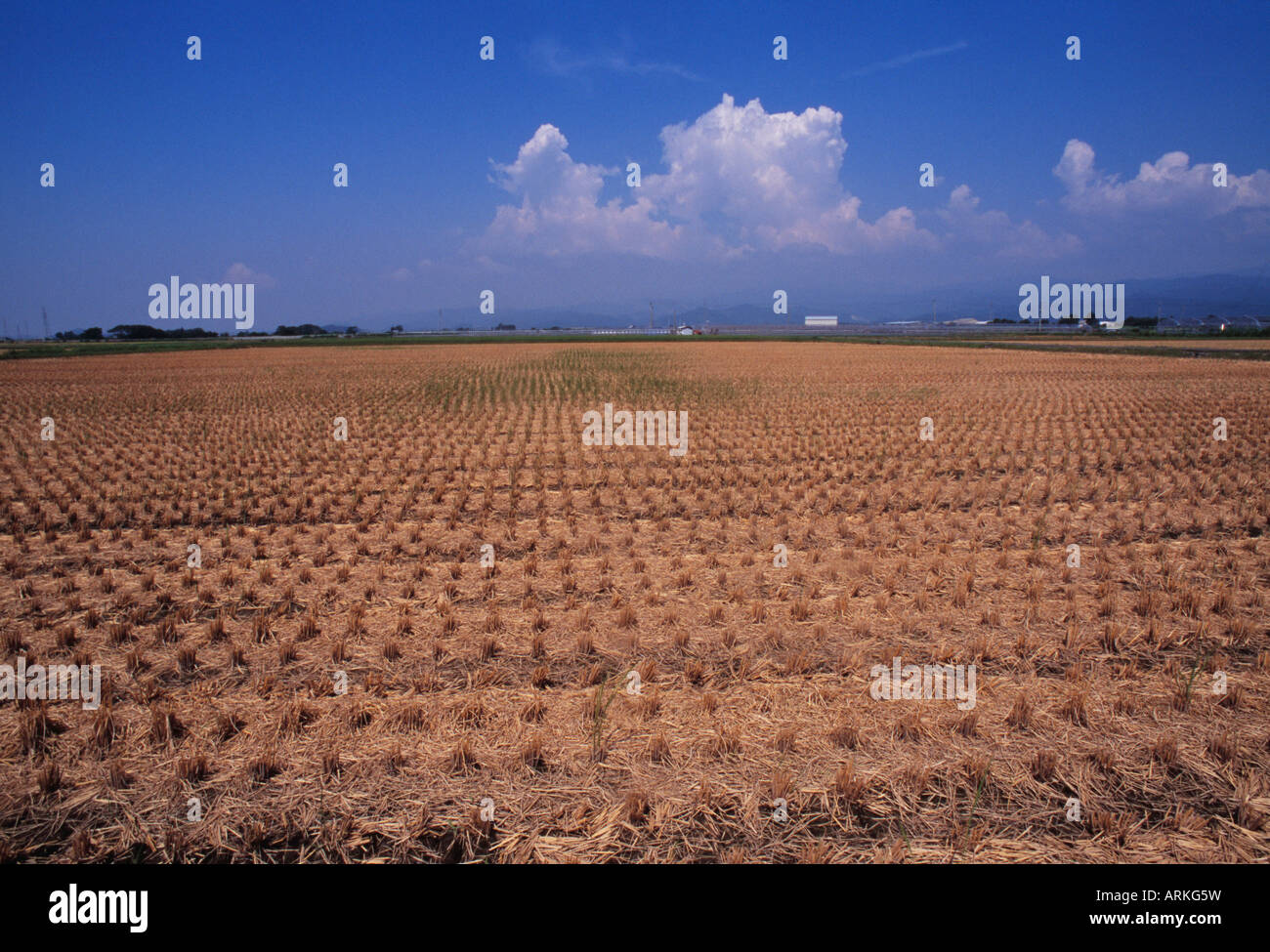 Rice field after harvest, Japan Stock Photo - Alamy