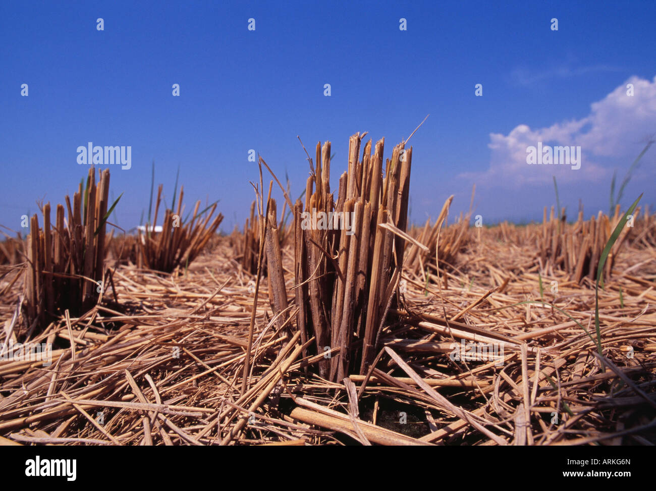 Rice field after harvest, Japan Stock Photo - Alamy