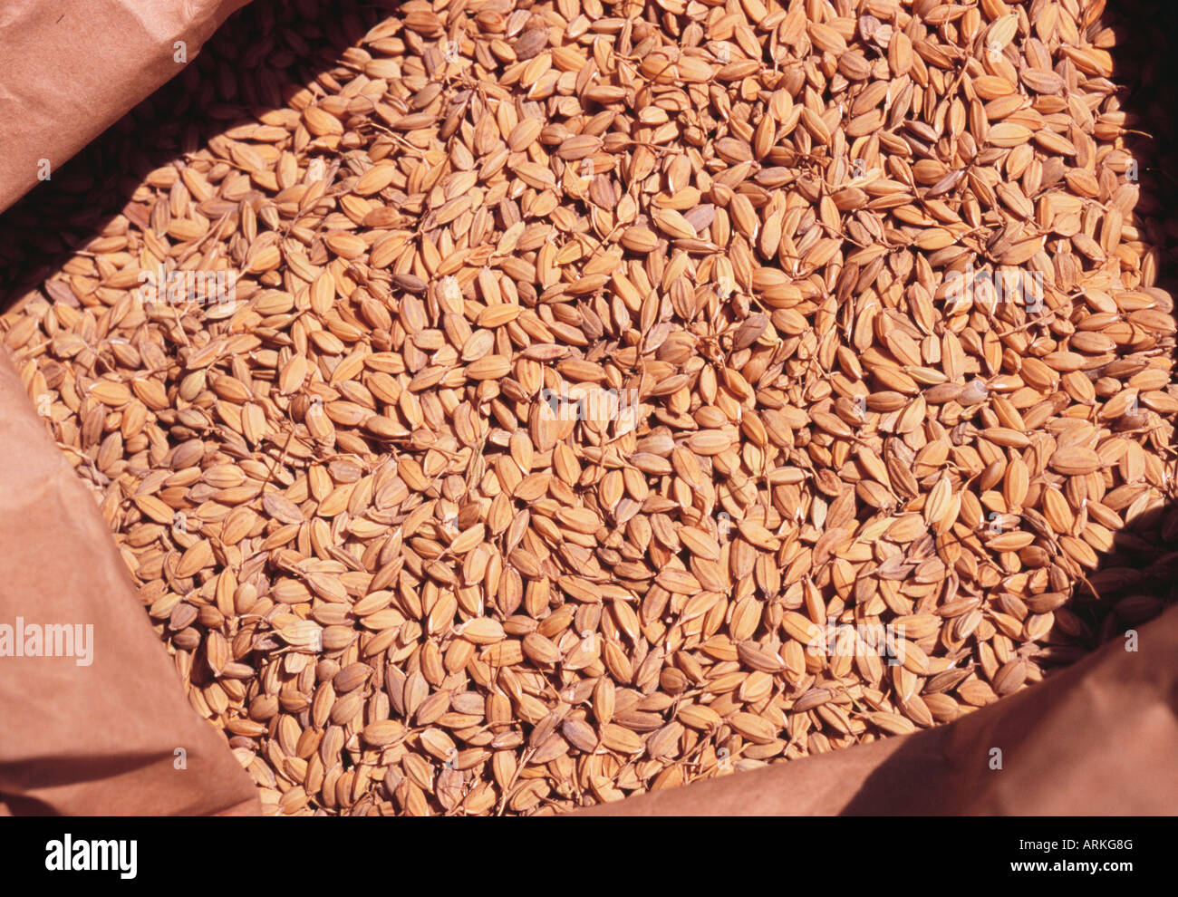 Threshed rice hi-res stock photography and images - Alamy