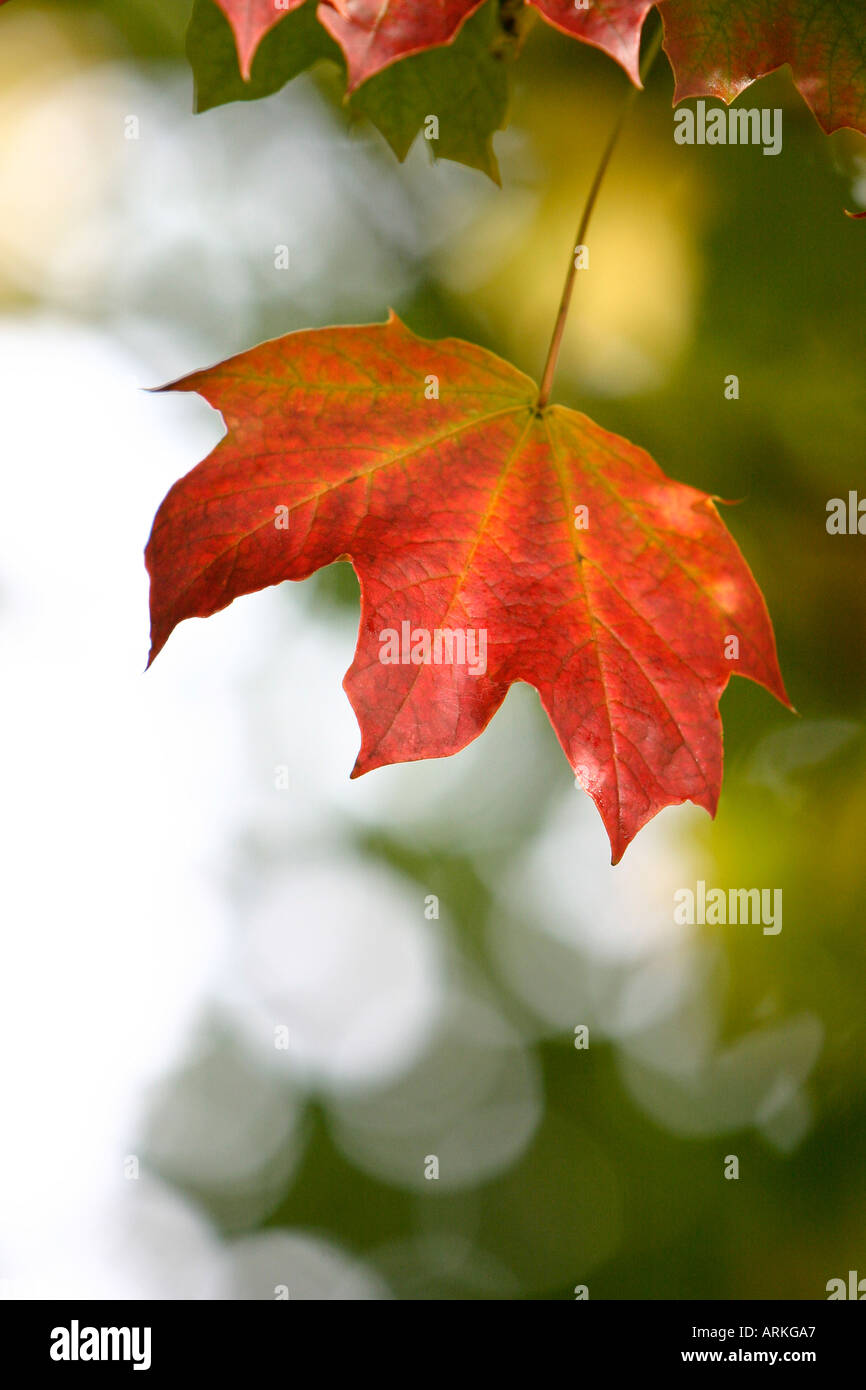 Last green leaf of fall hi-res stock photography and images - Alamy