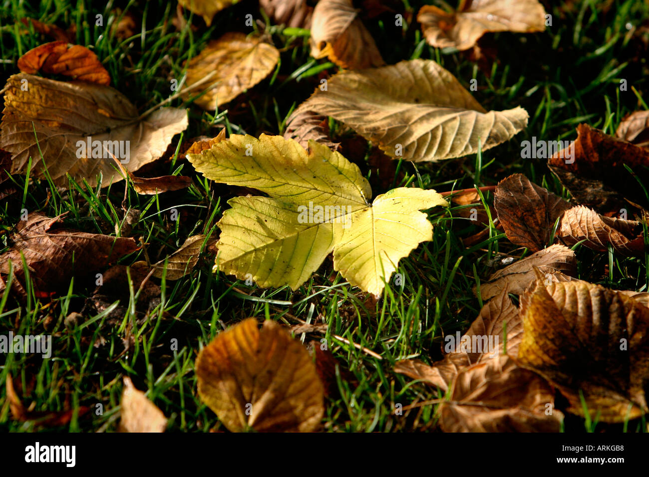 Die dead leaves hi-res stock photography and images - Alamy