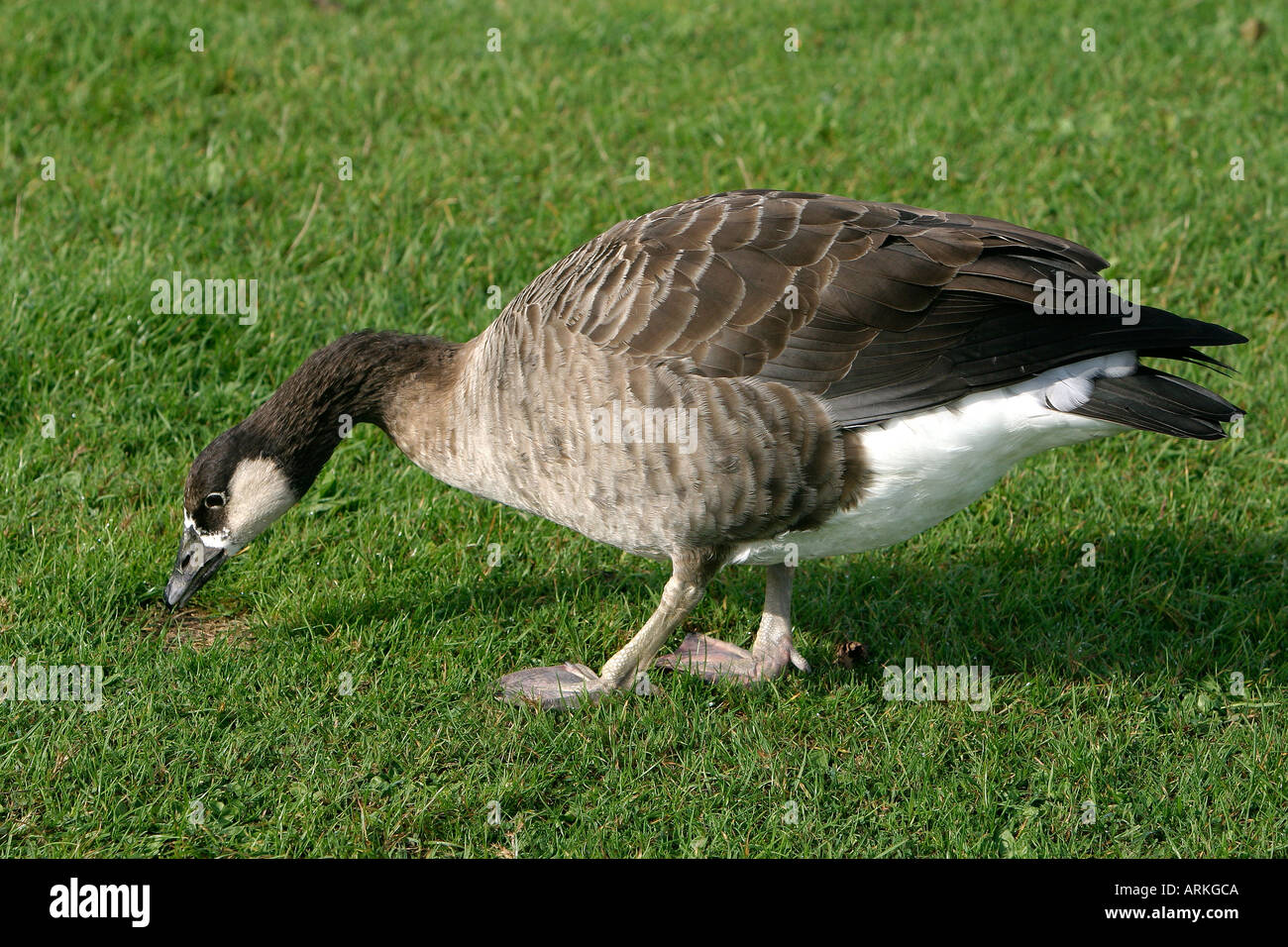 Bill peck hi-res stock photography and images - Alamy