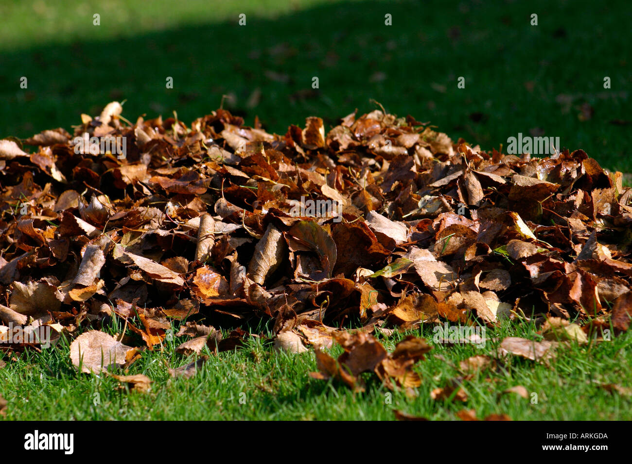 Pile of Autumn Leaves Stock Photo - Alamy