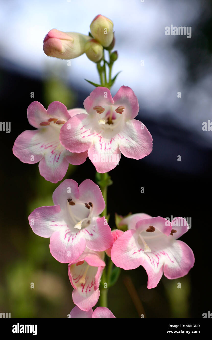 Penstemon plant hi-res stock photography and images - Alamy