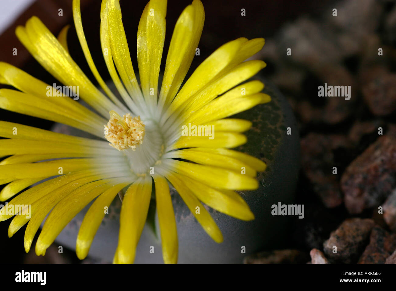 Lithop plant hi-res stock photography and images - Alamy