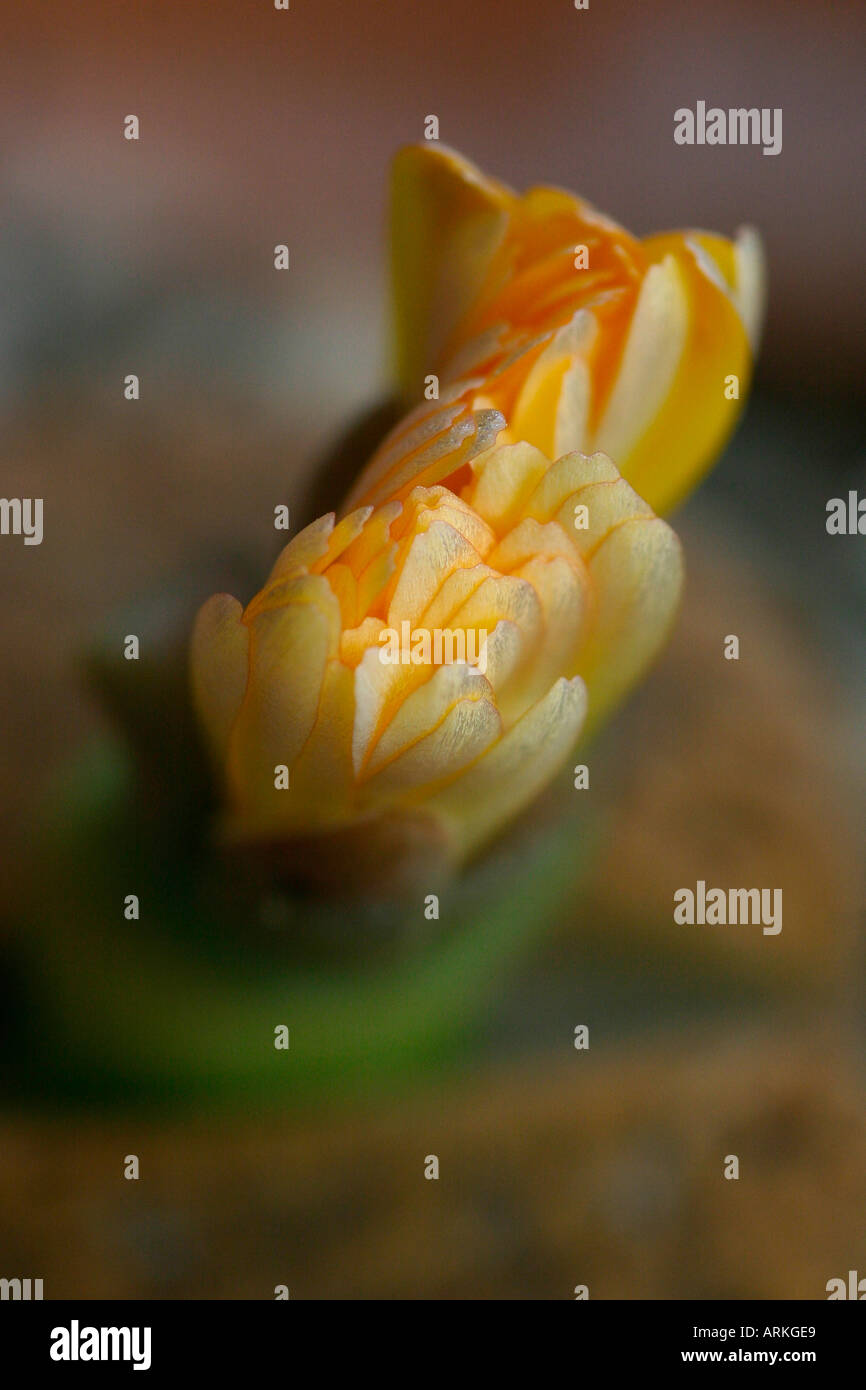 Lithops with flower hi-res stock photography and images - Alamy