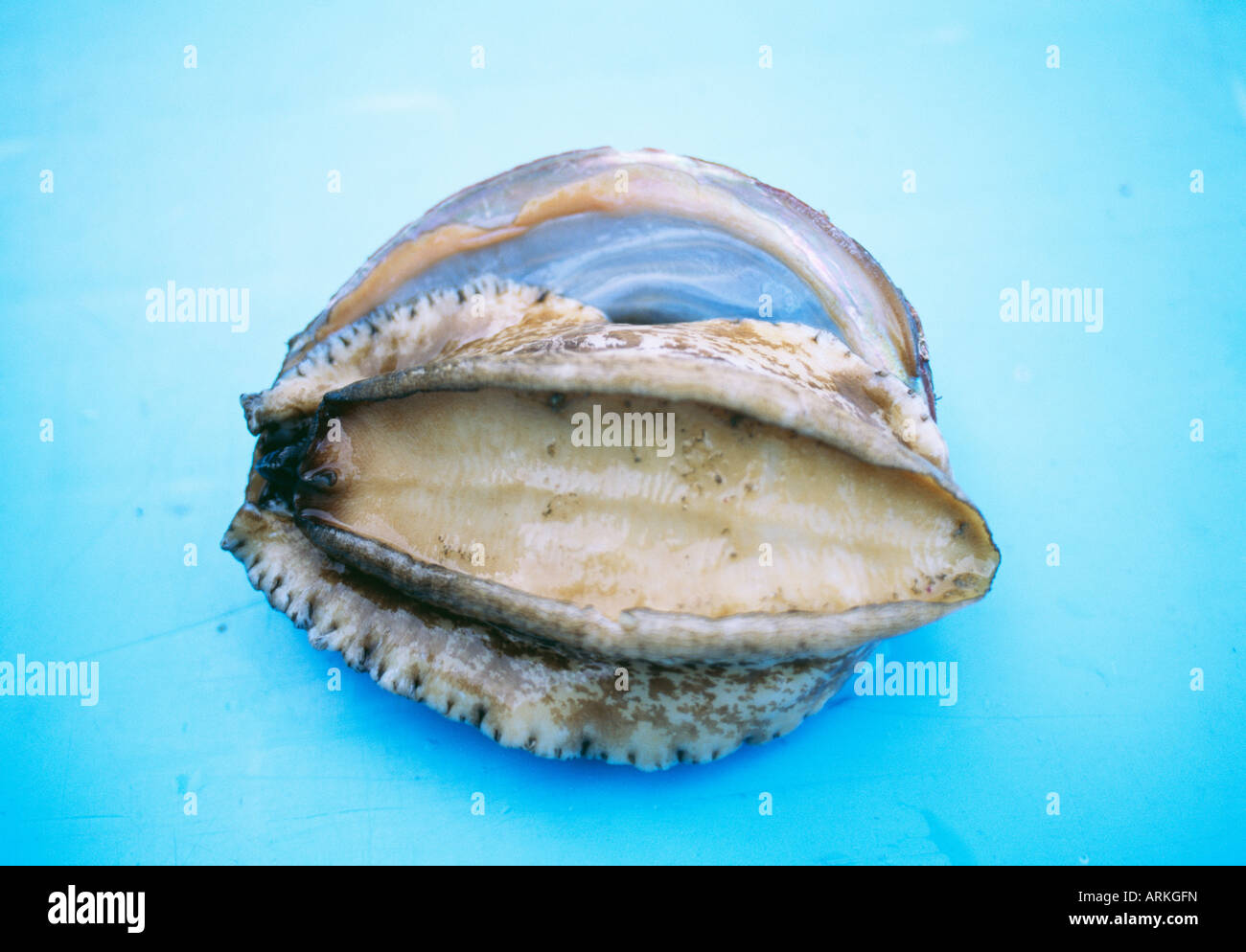 Abalone Stock Photo - Alamy