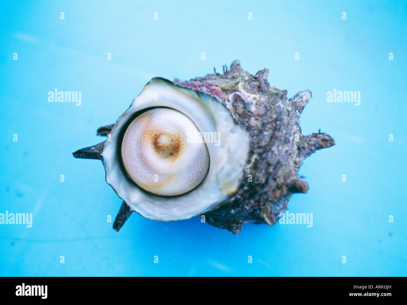 Turban snails hi-res stock photography and images - Alamy