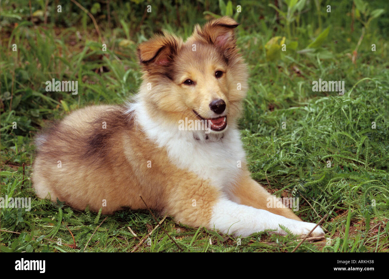 Shetland sheepdogs lying hi-res stock photography and images - Alamy