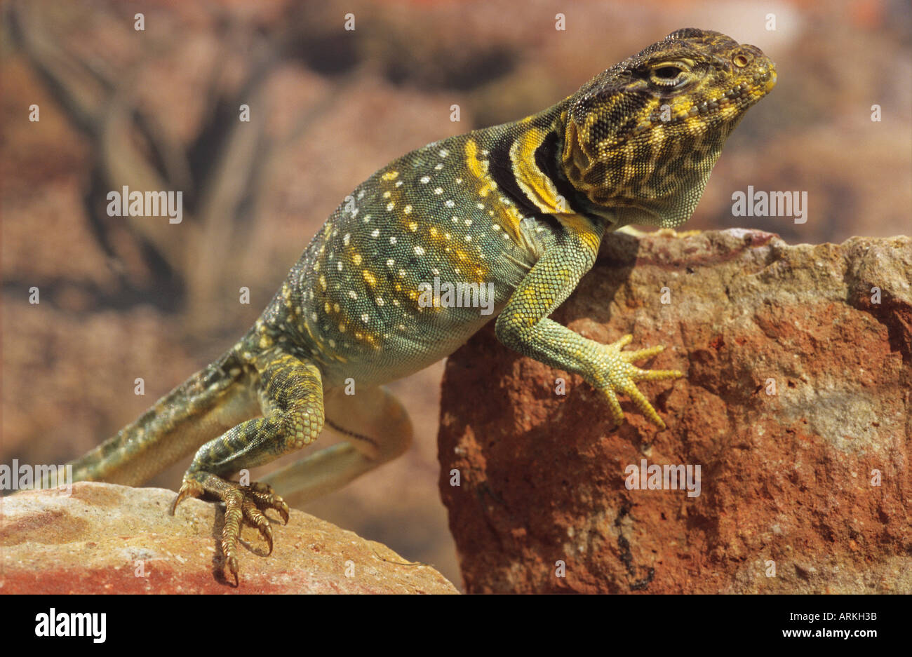 Oklahoma Collared Lizard / Crotaphytus collaris Stock Photo - Alamy