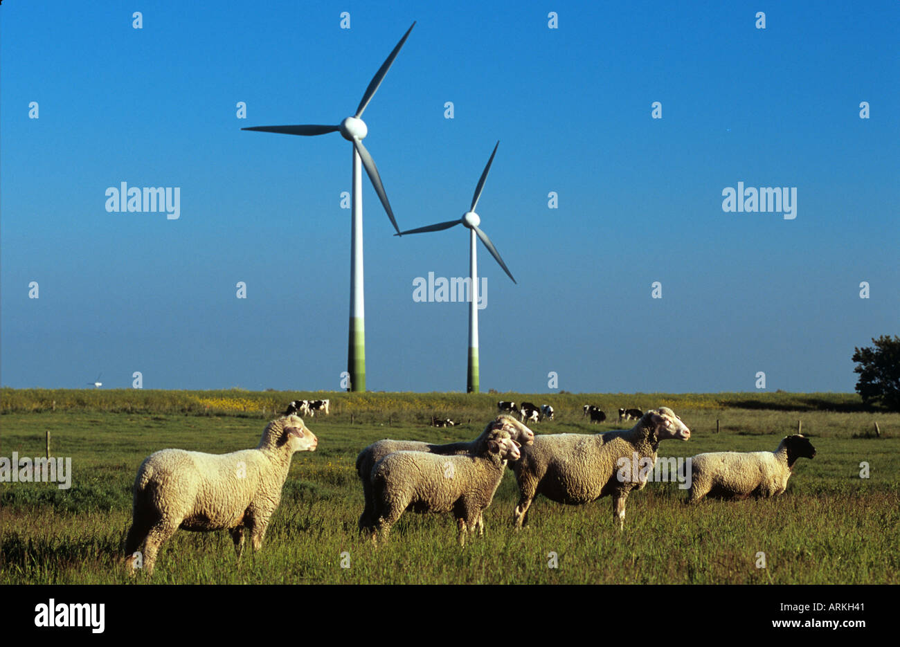 Sheep standing in wind hi-res stock photography and images - Alamy