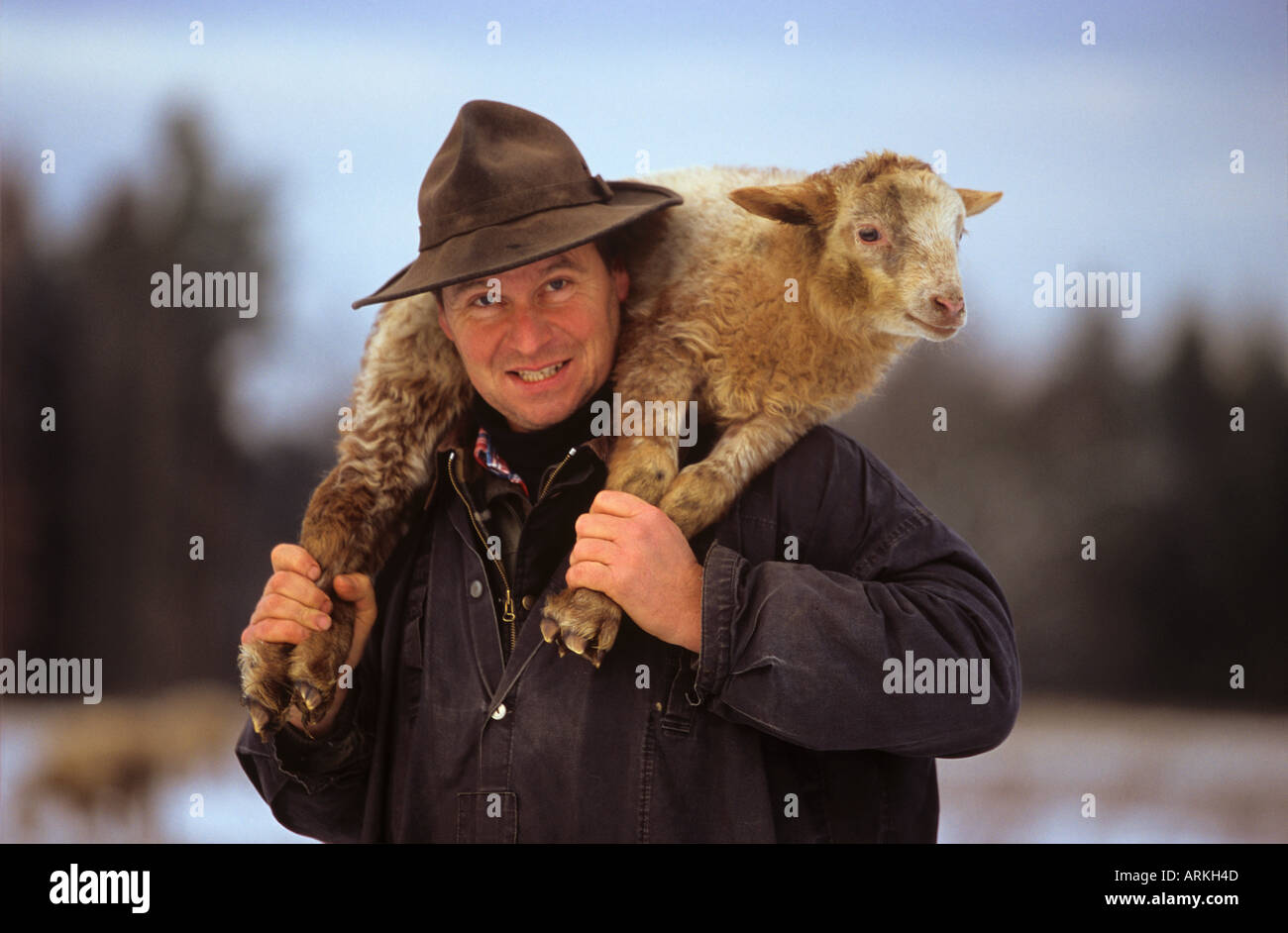 shepherd carrying sheep on shoulders Ovis aries Stock Photo - Alamy