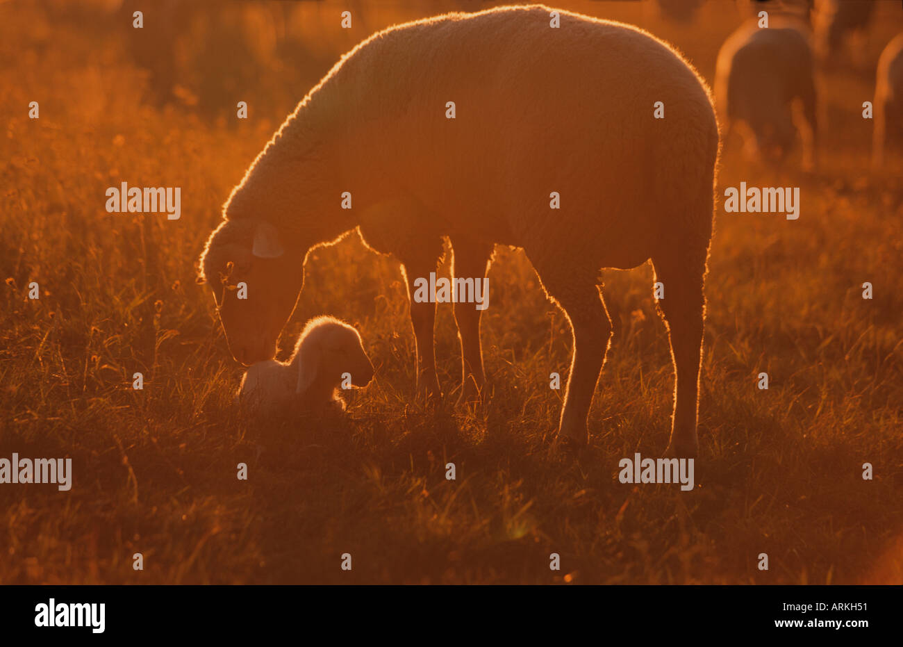 Sun in aries hi-res stock photography and images - Alamy