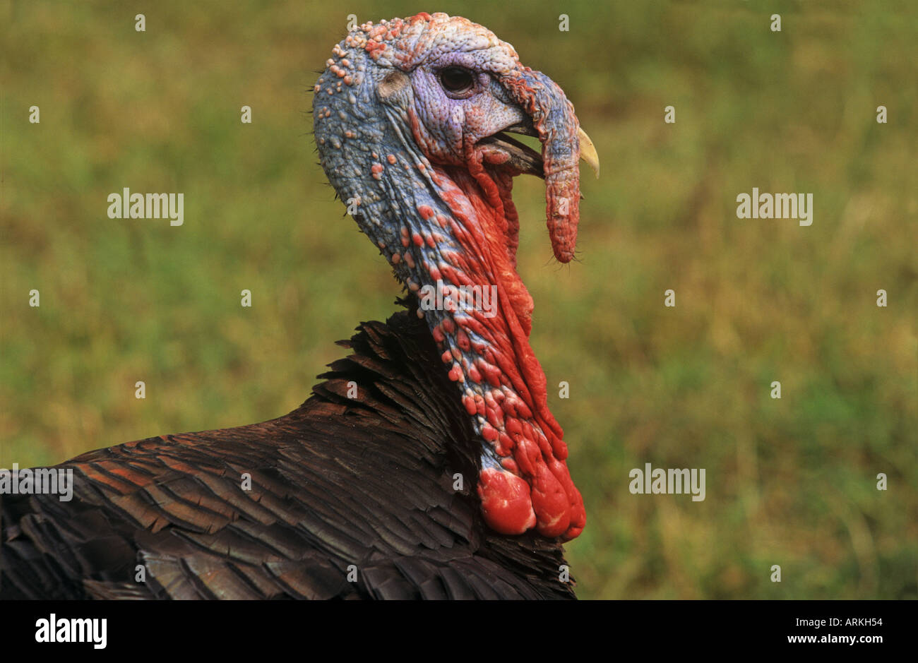 Turkey - portrait Stock Photo - Alamy