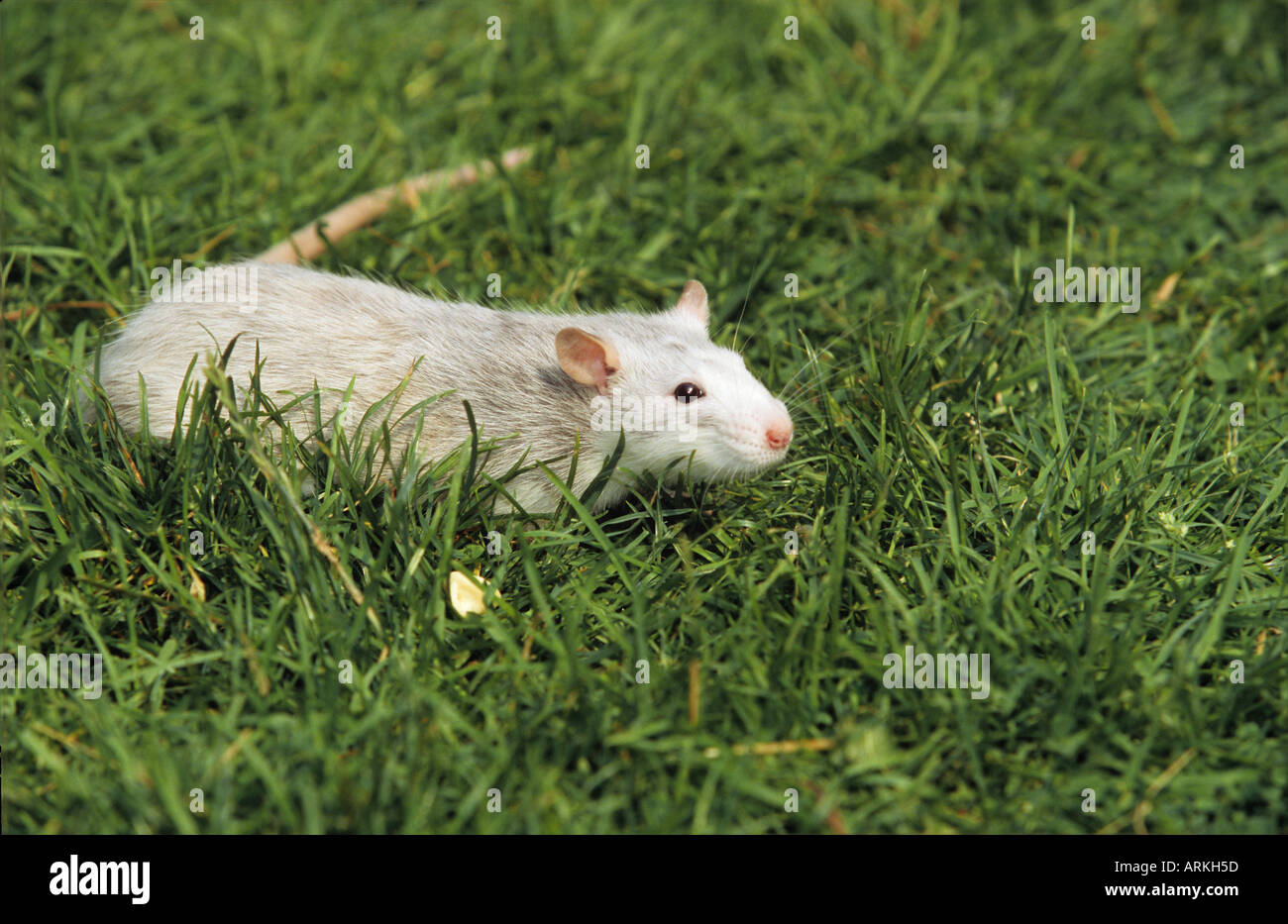 Husky rat on meadow Stock Photo - Alamy