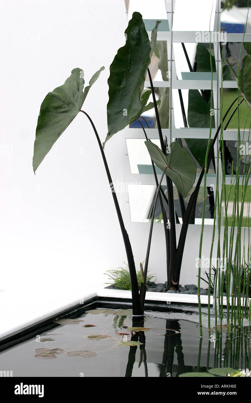 DESIGNER: JILL BRINDLE THE VENTURE GARDEN TATTON PARK SHOW 2005 Stock ...