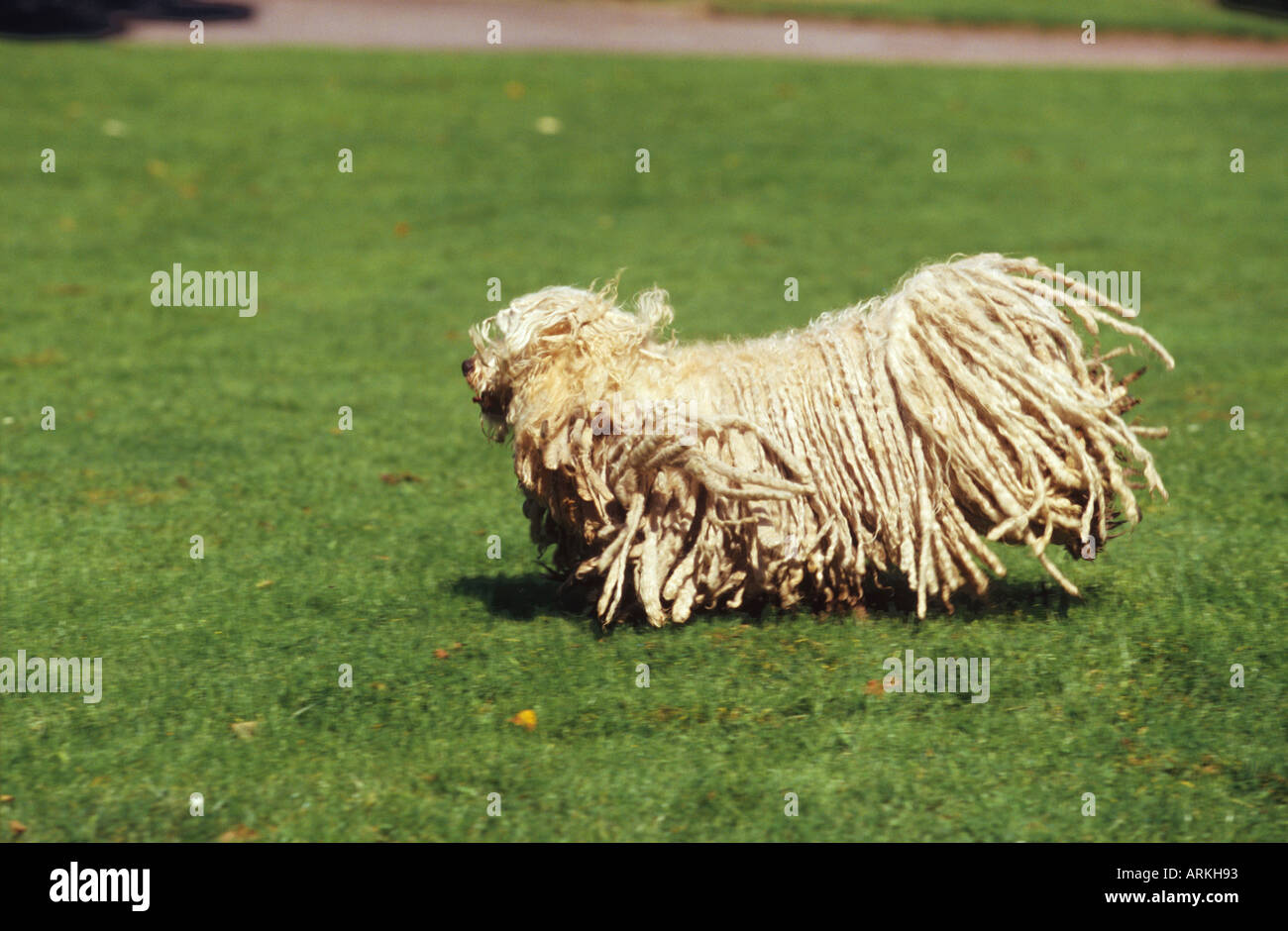 Puli hungarian water dog hi-res stock photography and images - Alamy