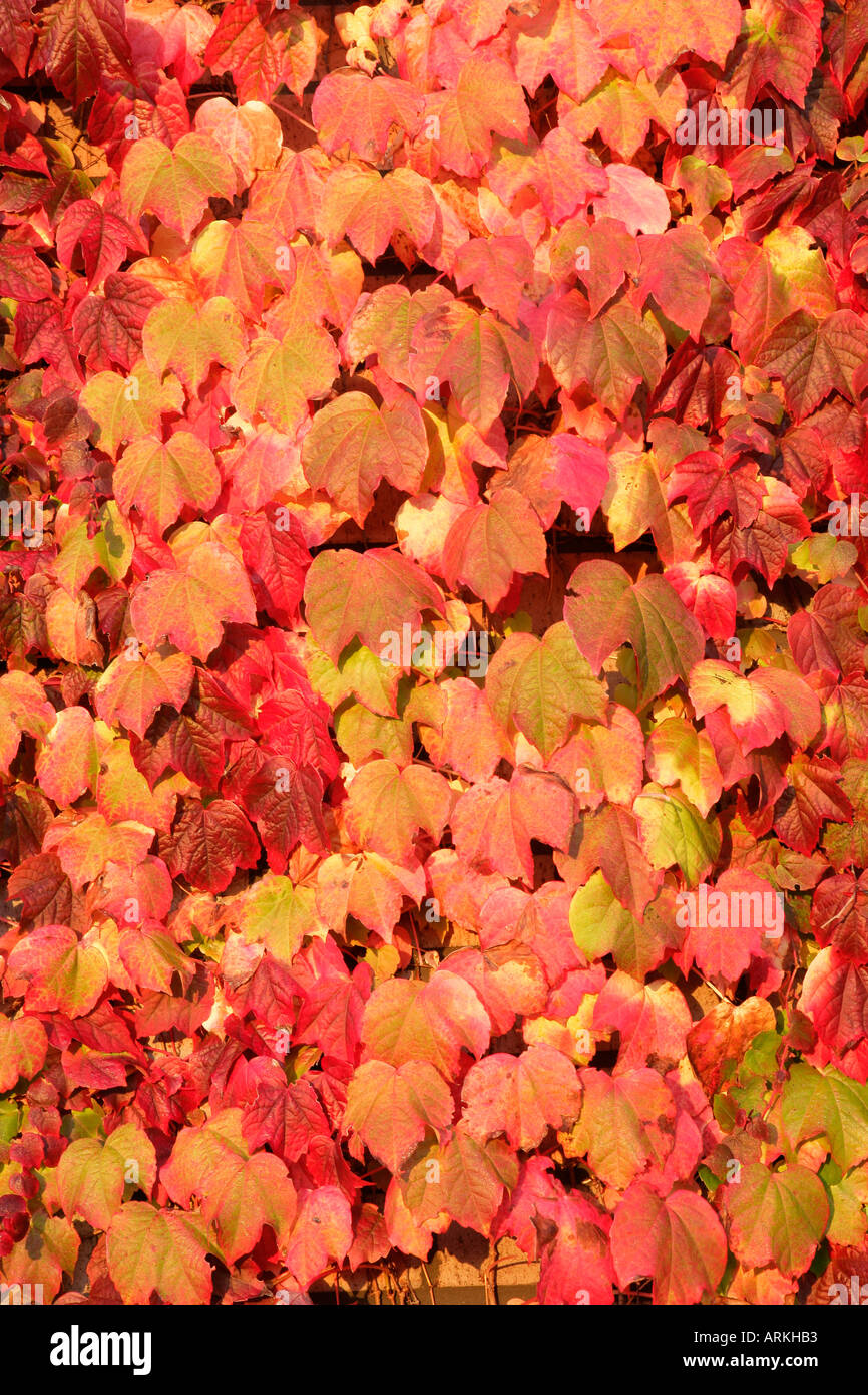 Gold ivy leaf hi-res stock photography and images - Alamy