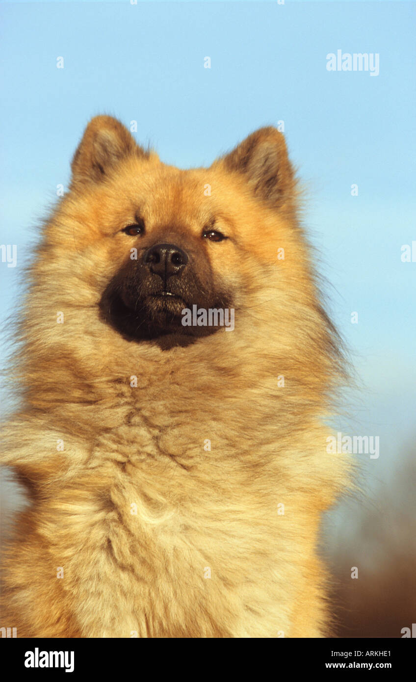 Eurasian dog - Portrait Stock Photo - Alamy