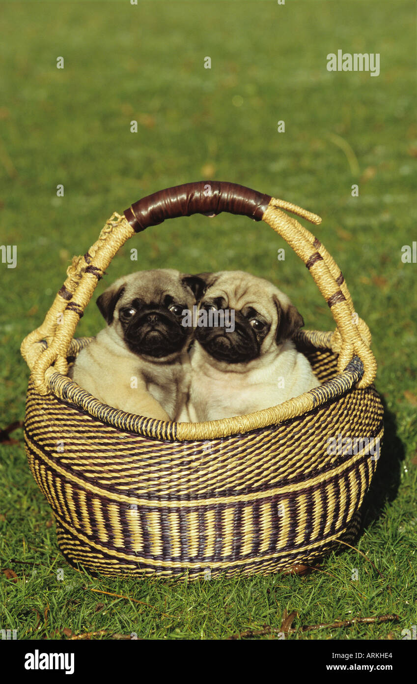 two pug dog puppies in basket Stock Photo - Alamy