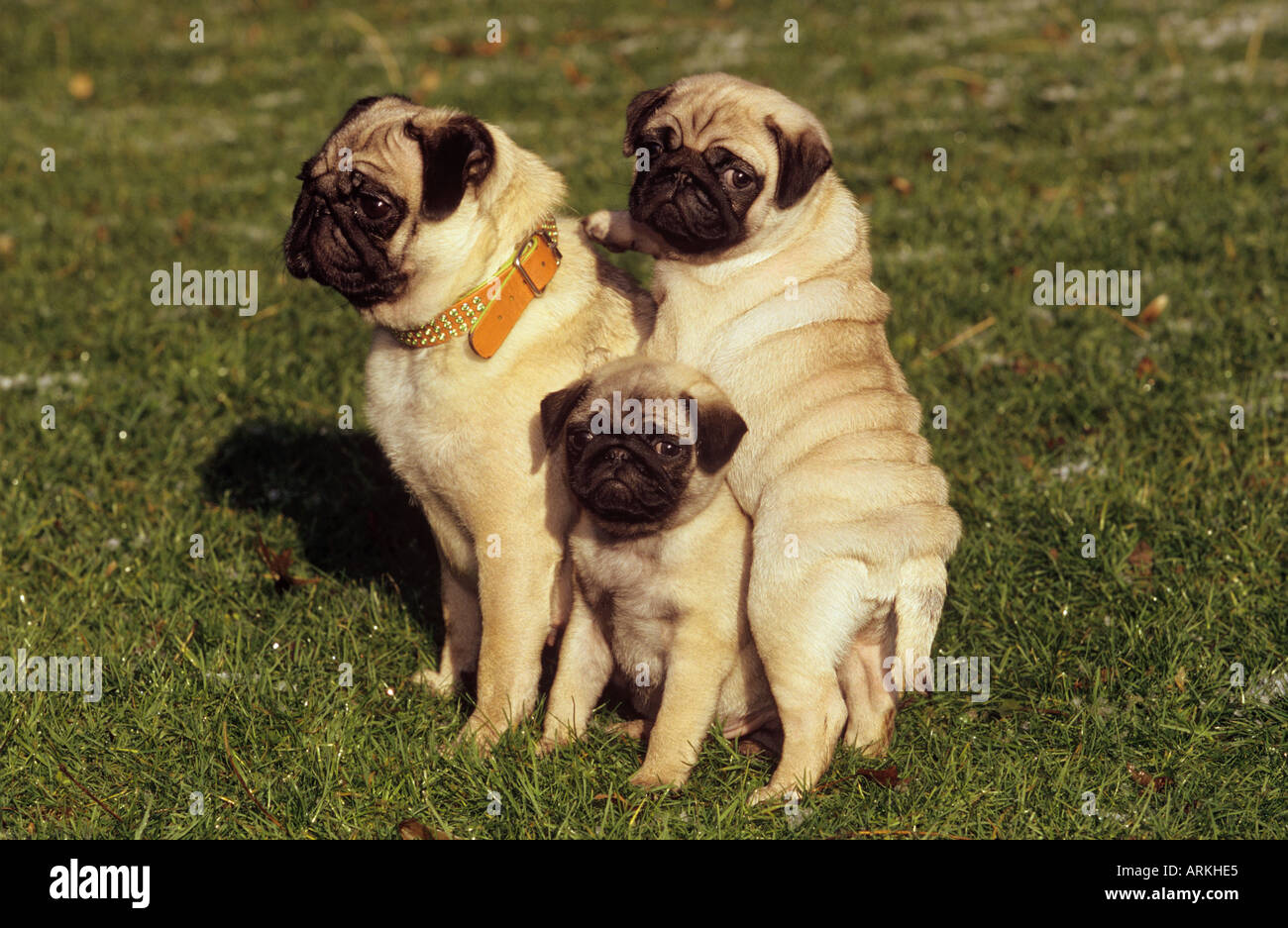pug dog with two puppies on meadow Stock Photo - Alamy