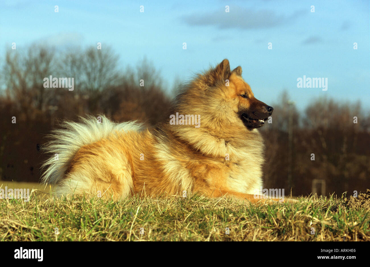Eurasian dog hi-res stock photography and images - Alamy