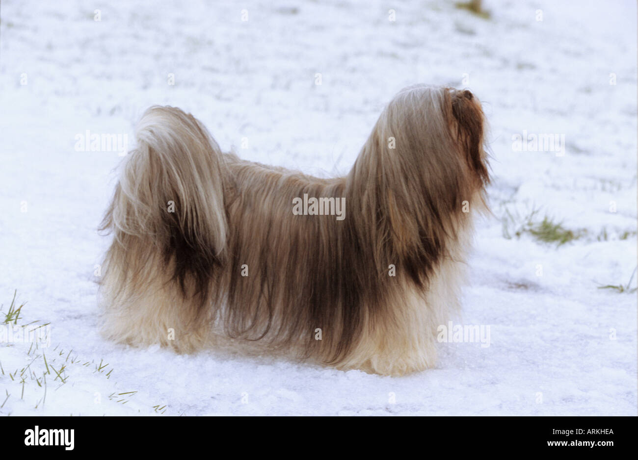 Lhasa apso dog hi-res stock photography and images - Alamy