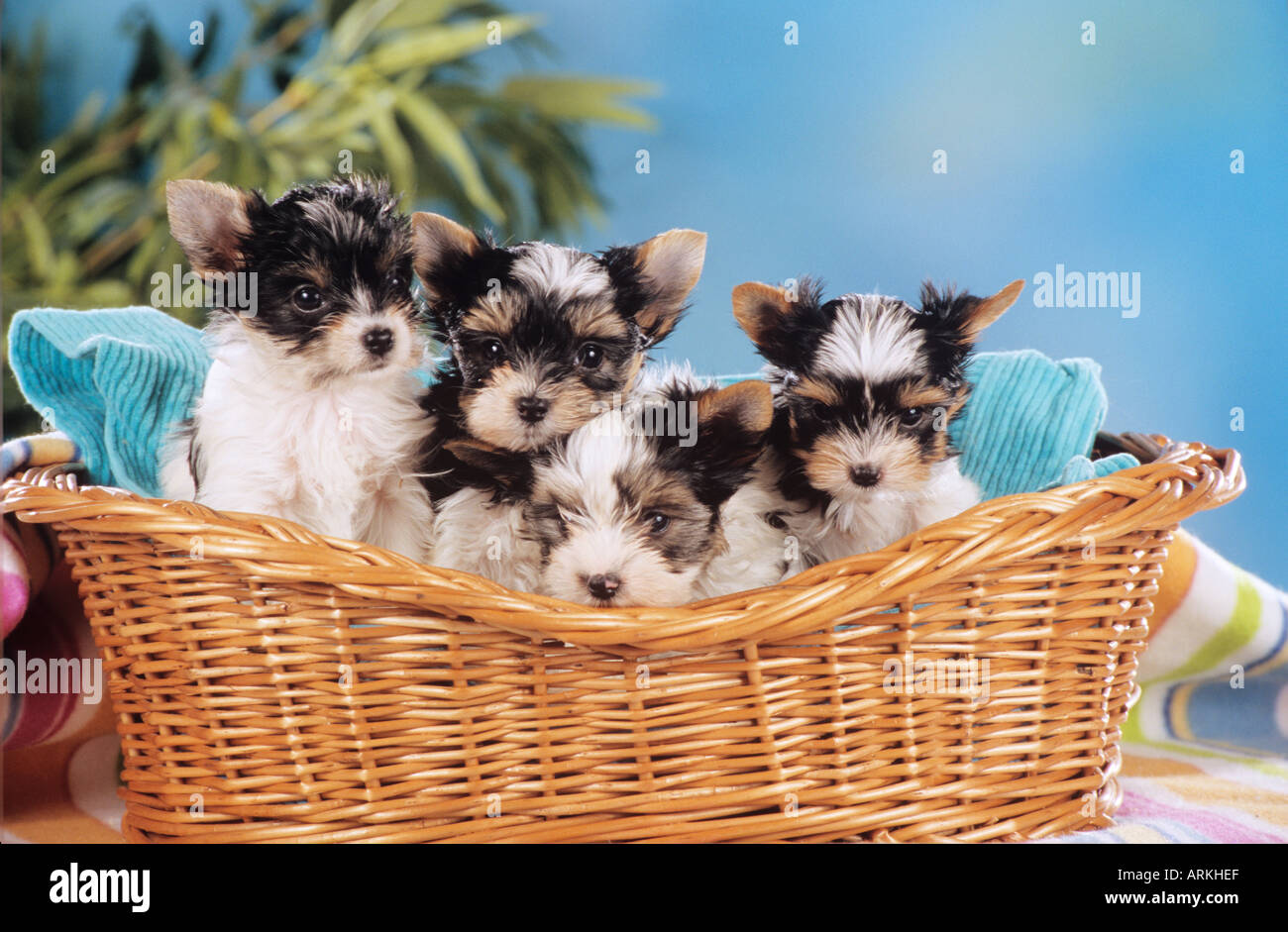 four Yorkshire Terrier puppies sitting in basket Stock Photo - Alamy