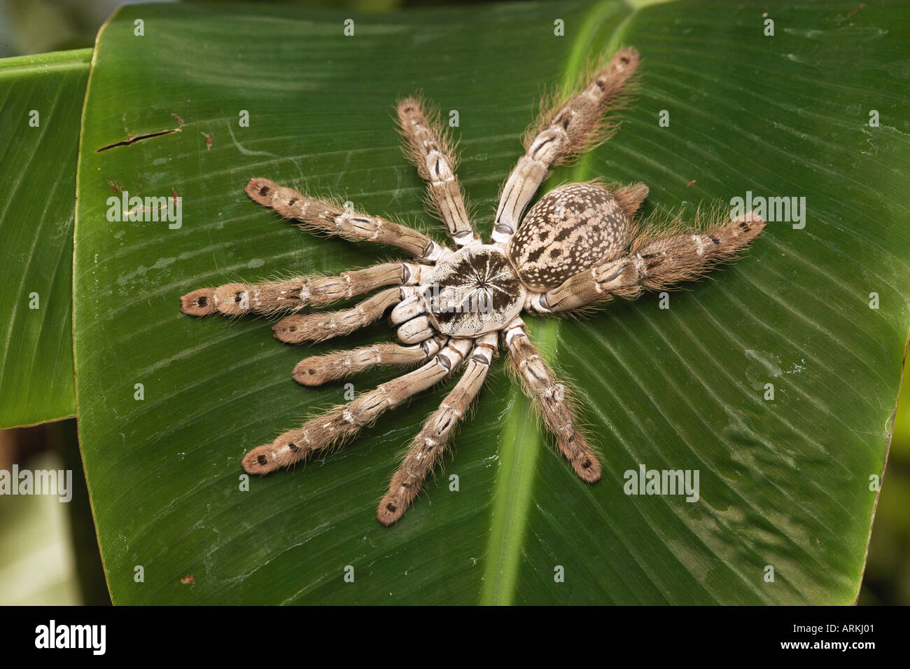 Heteroscodra Maculata