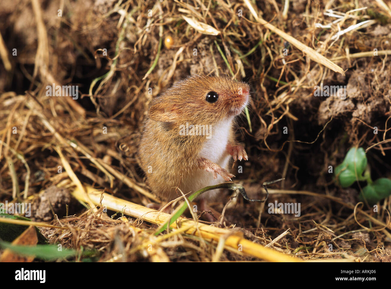 pygmy tree mouse / Haeromys spp Stock Photo - Alamy
