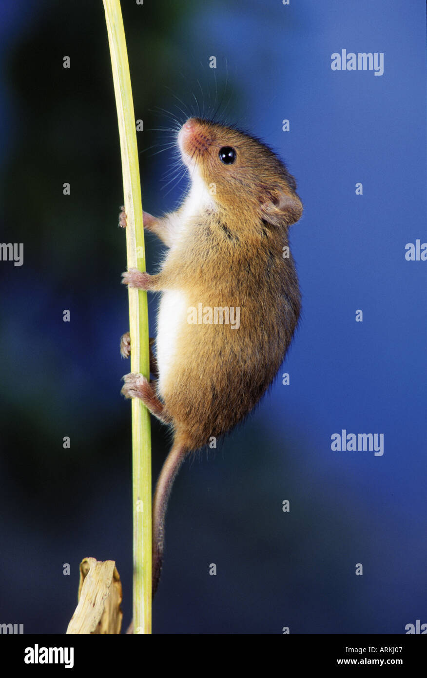 pygmy tree mouse climbing up blade / Haeromys spp Stock Photo - Alamy